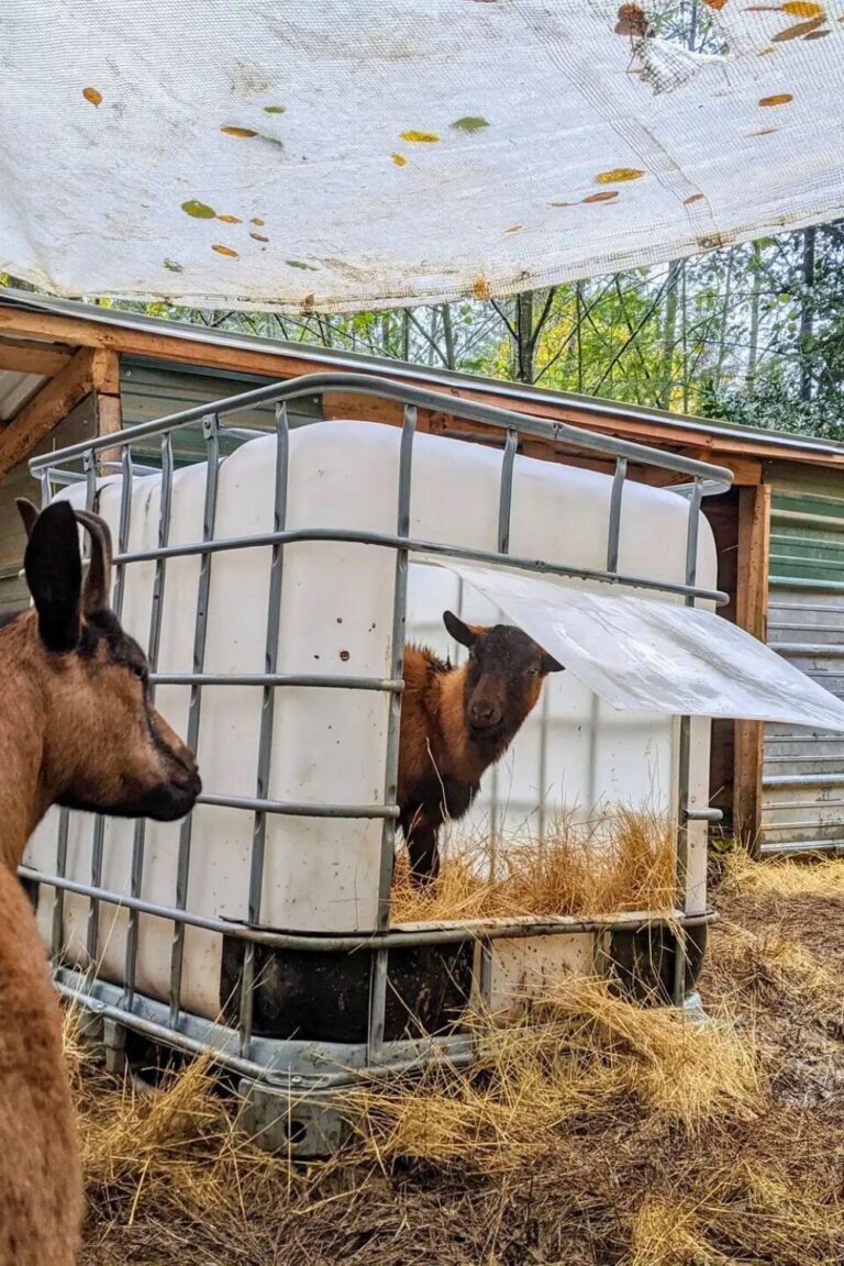 Building a Goat Shelter? 28 Creative DIY Solutions! – Crafty Sphere