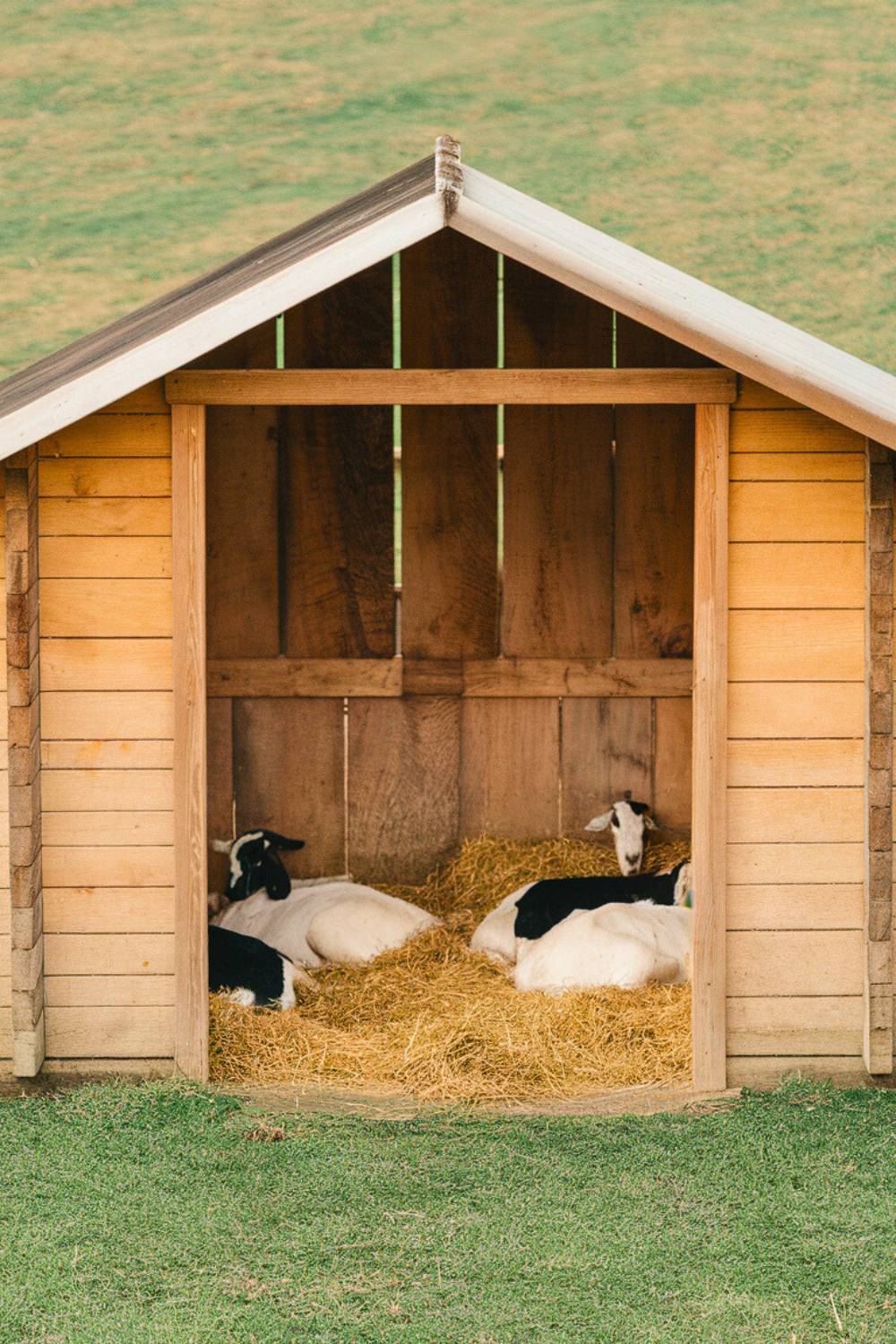 Building a Goat Shelter? 28 Creative DIY Solutions! – Crafty Sphere