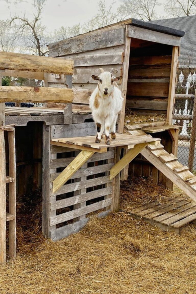 Building a Goat Shelter? 28 Creative DIY Solutions! – Crafty Sphere