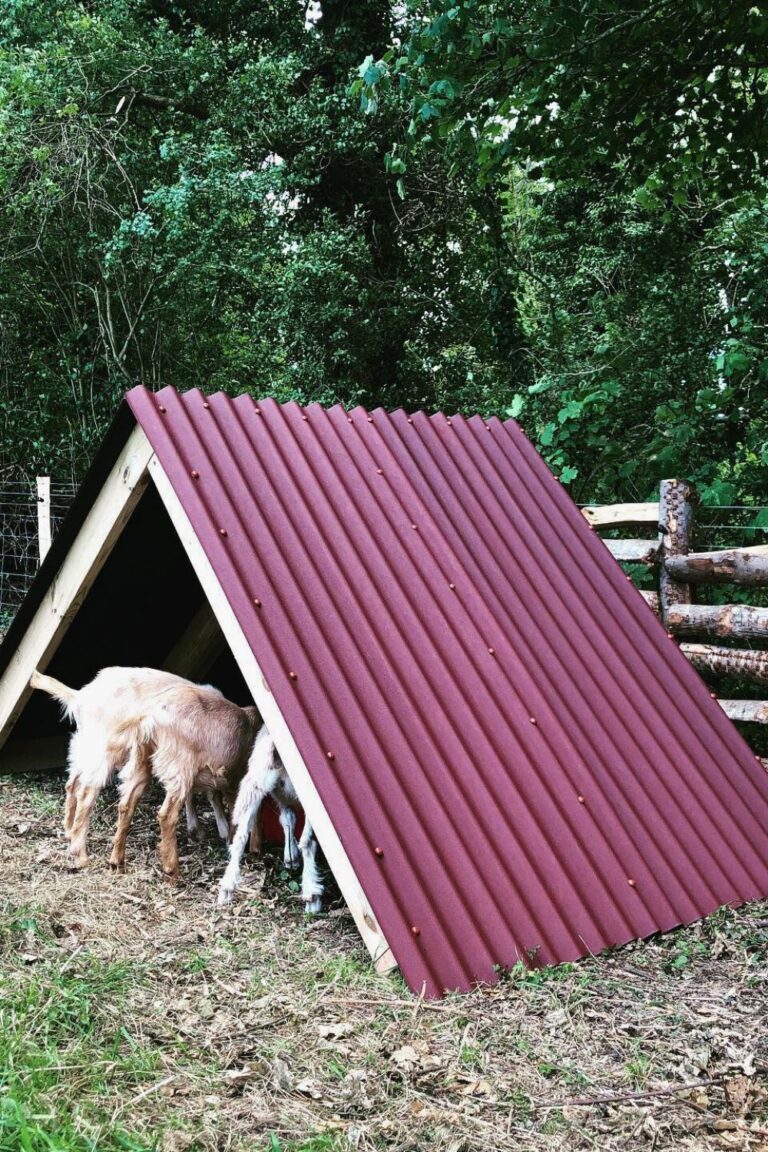 Building a Goat Shelter? 28 Creative DIY Solutions! – Crafty Sphere